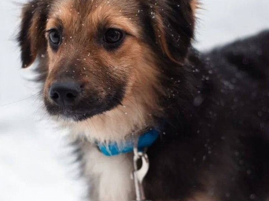 Щенок в лучшие руки