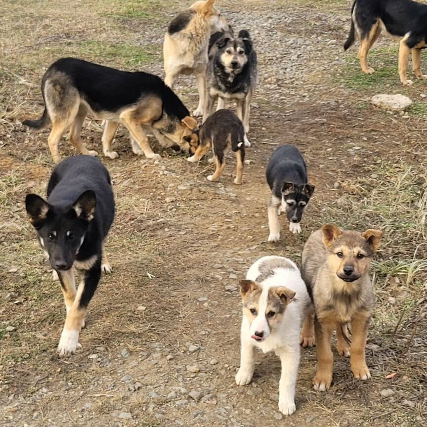 Щенок в добрые руки