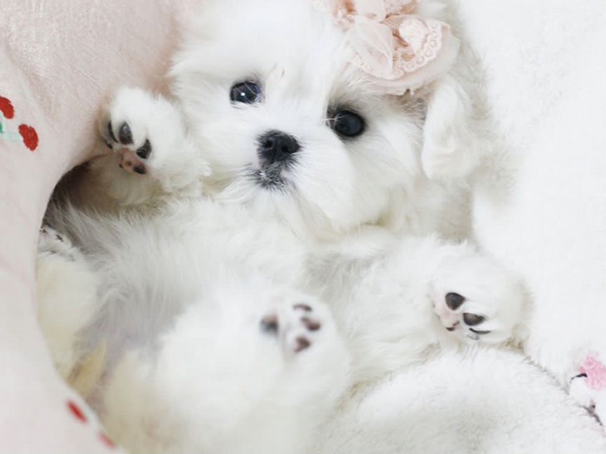 Супер девочка мальтезе