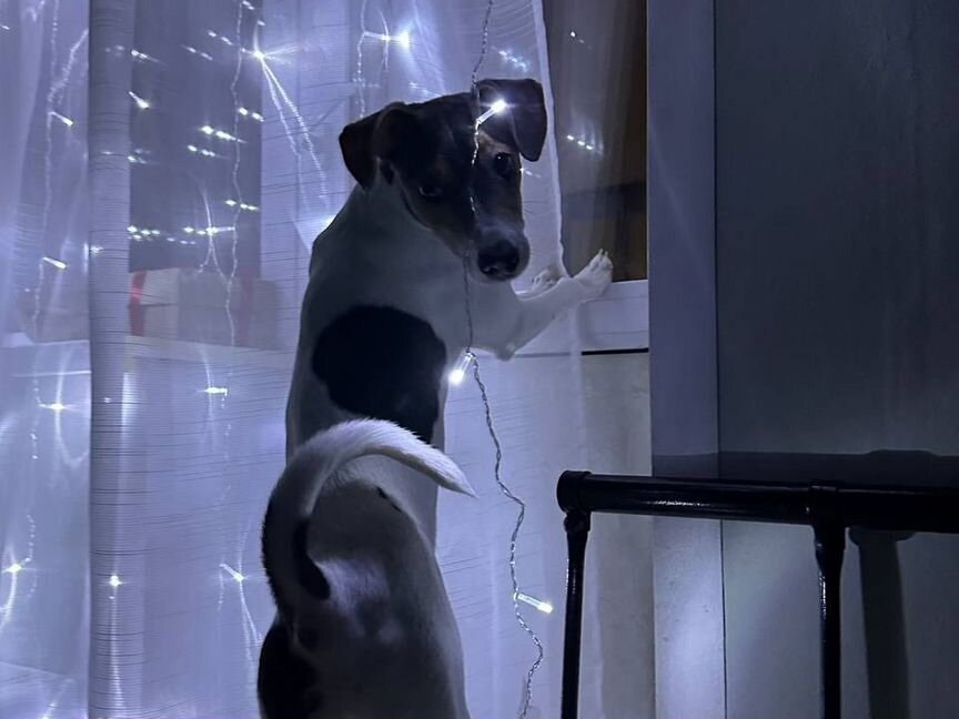 Собака в добрые руки