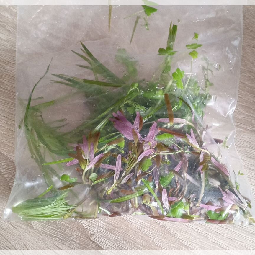 Аквариумные растения