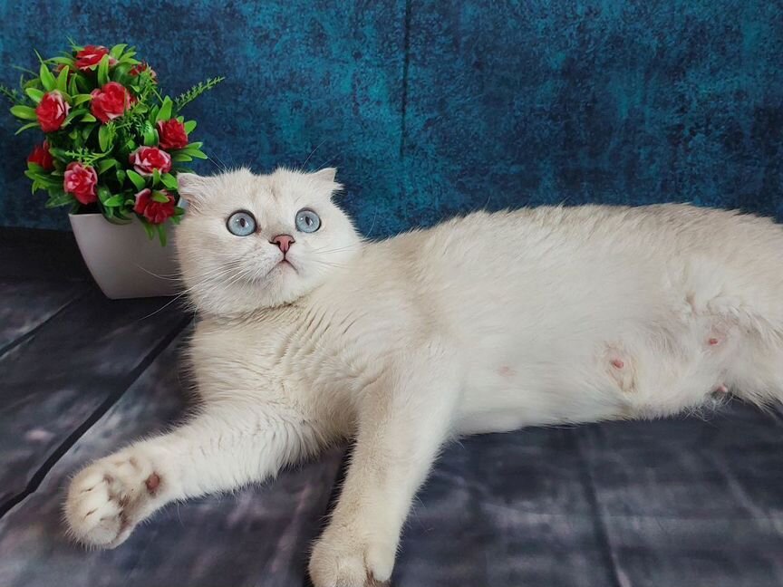 Кошка
