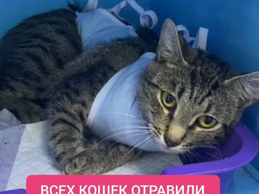 Шанс.На улице она погибнет.Отравили всех кошек