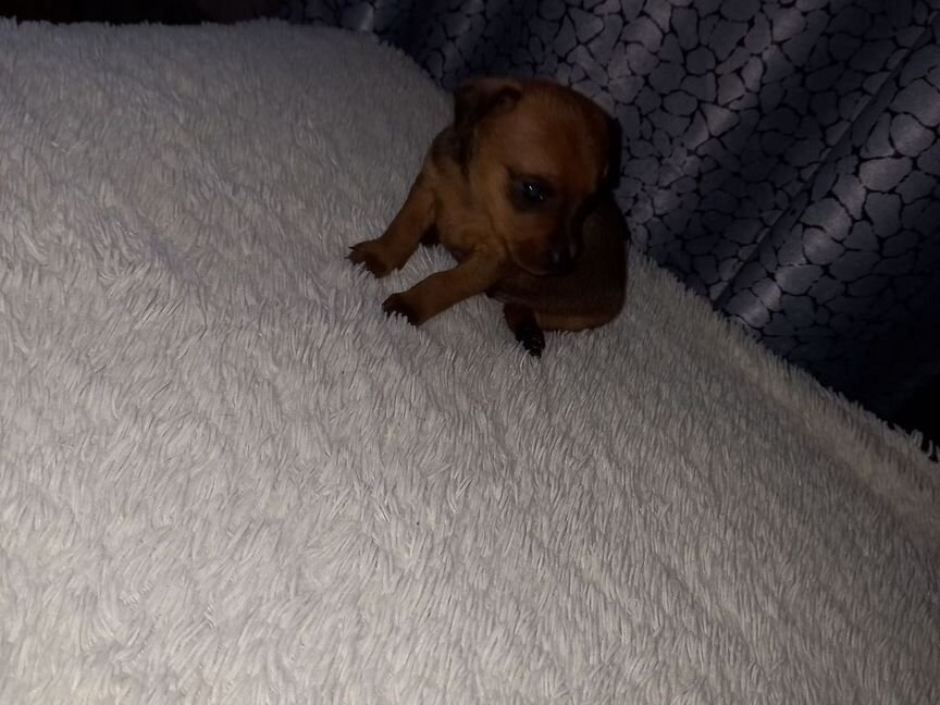 Той-терьер щенки