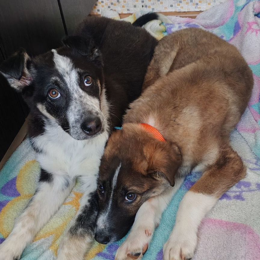 Щенок в добрые руки