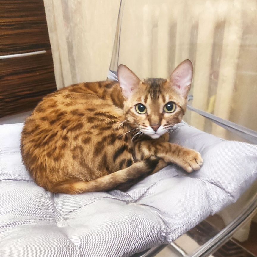 Бенгальская кошечка бесплатно