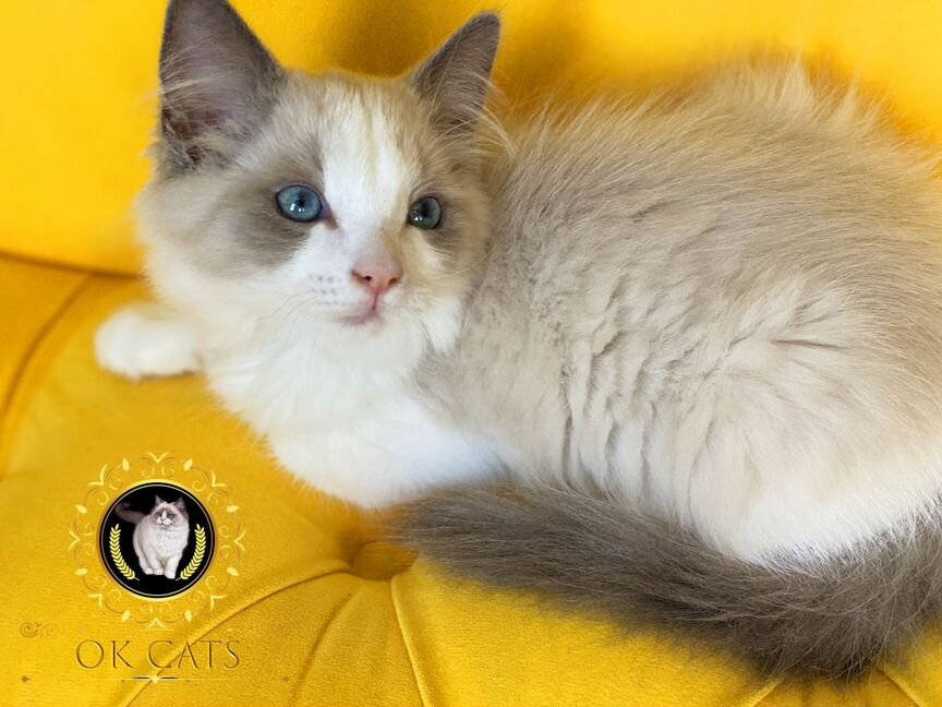 Малыш рэгдолл с документами