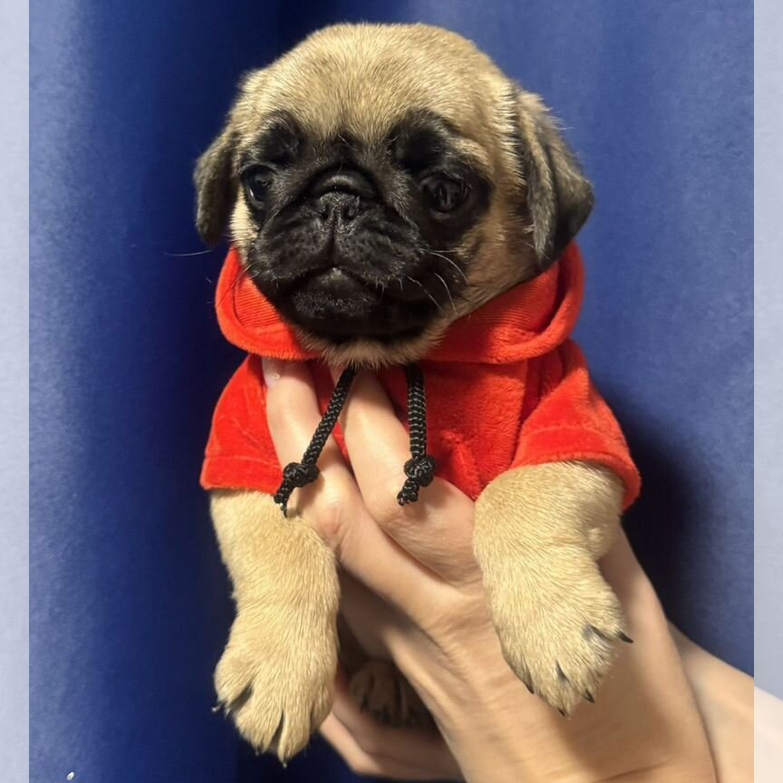 Мопс, щенок