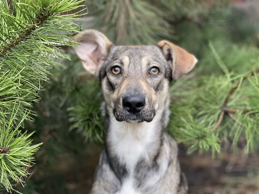 Умнейший щенок в поисках родителей