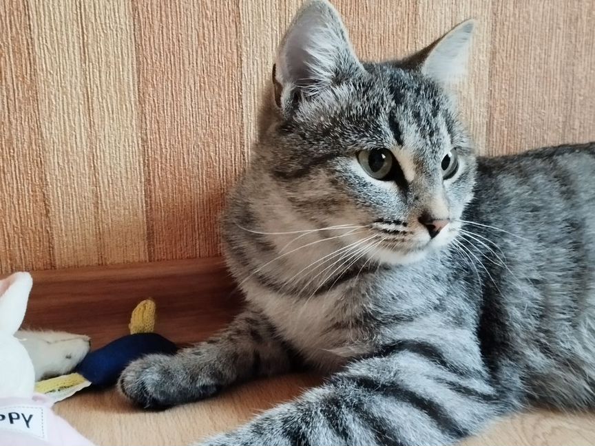 Кошка Фифа в добрые руки