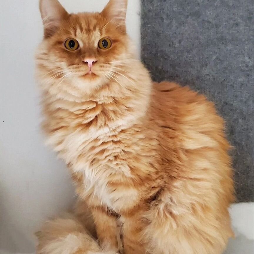 Обалденный кот