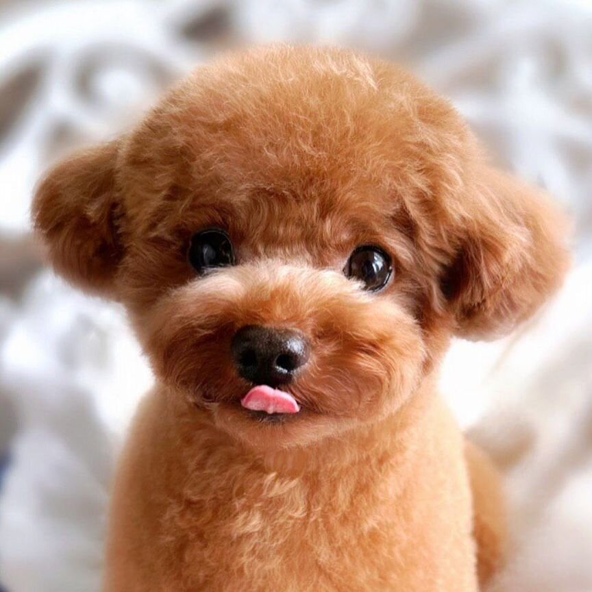 Той-пудель, щенок