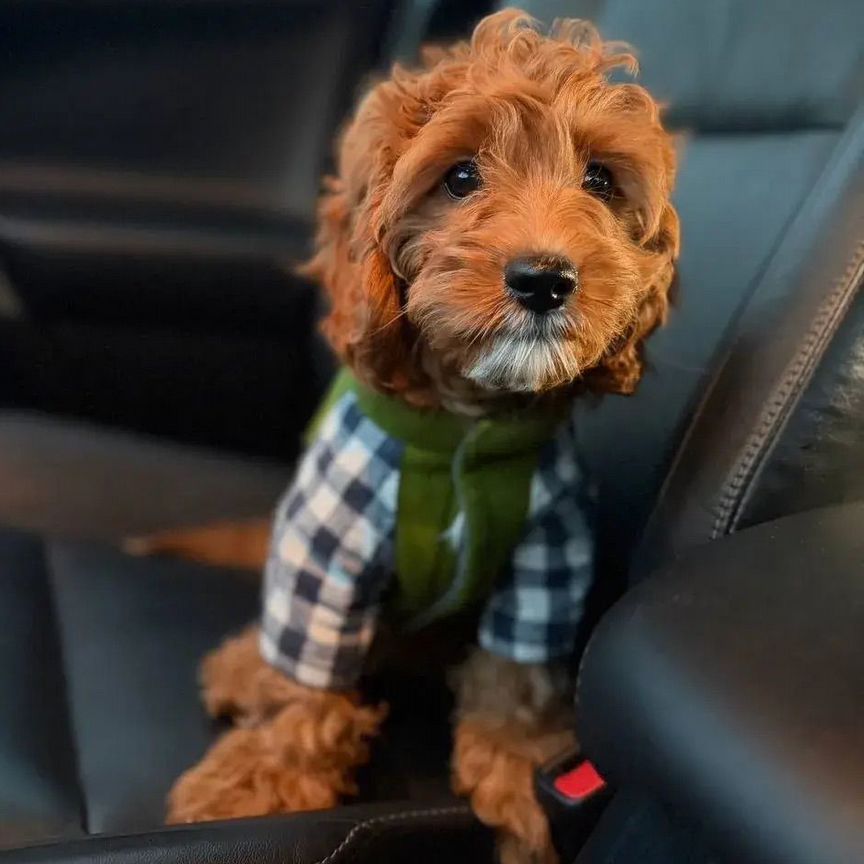 Кавапу, щенок