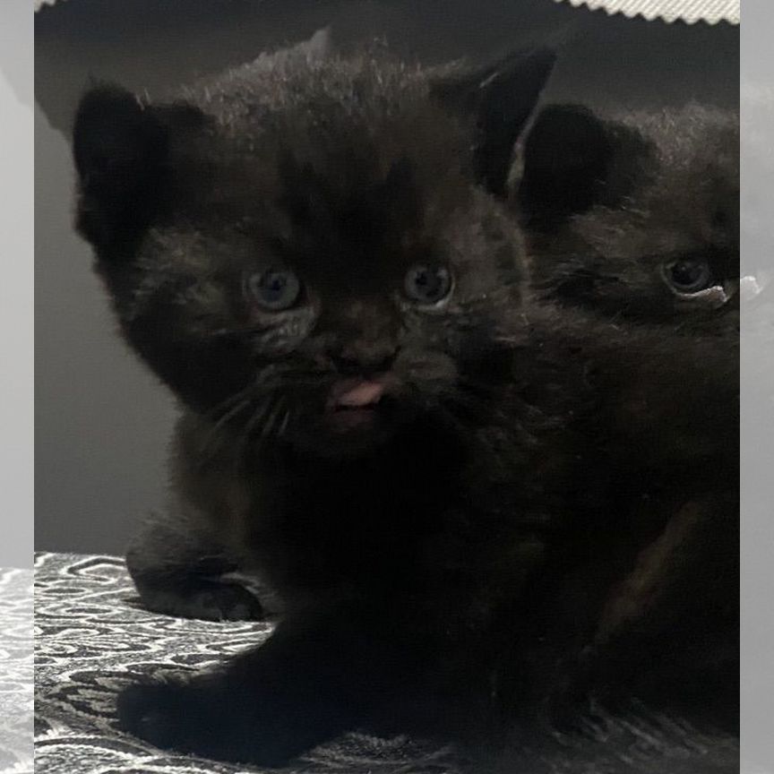 Шотландский прямоухий короткошёрстный котёнок