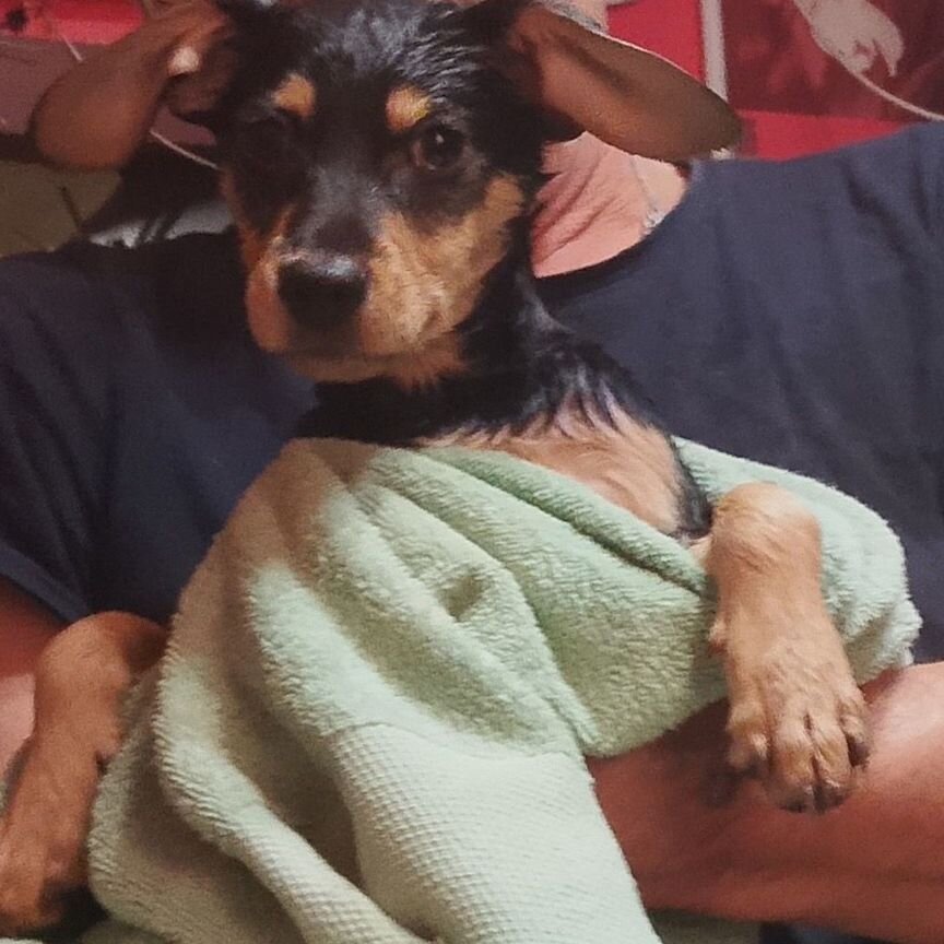 Щенок от частного владельца