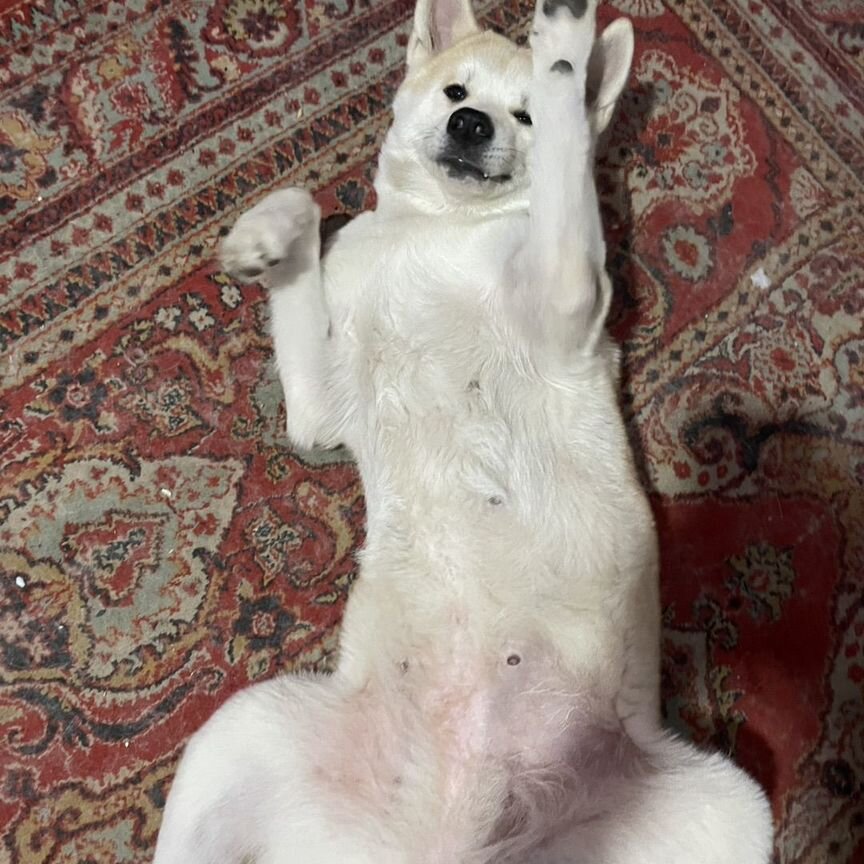 Акита ину бесплатно