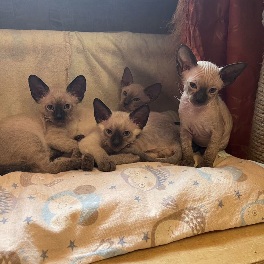 Сиямские котята