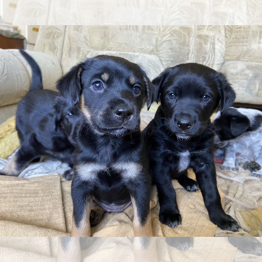 Щенок в добрые руки