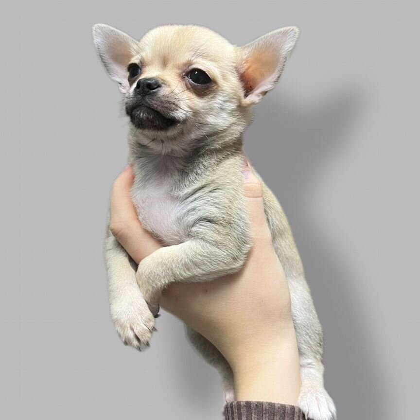 Щенок чихуахуа
