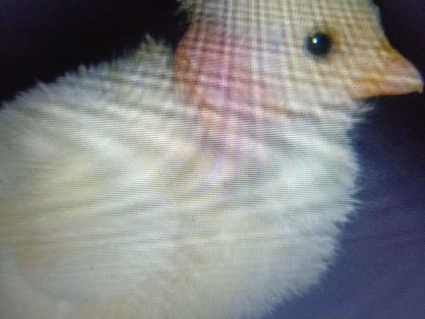 Цыплята голошейные суточные