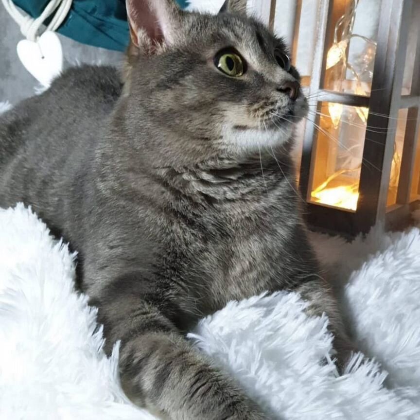 Приютский кот в дар