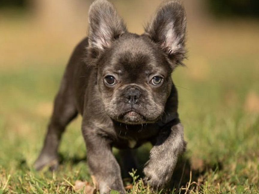Французский бульдог флаффи, мальчик