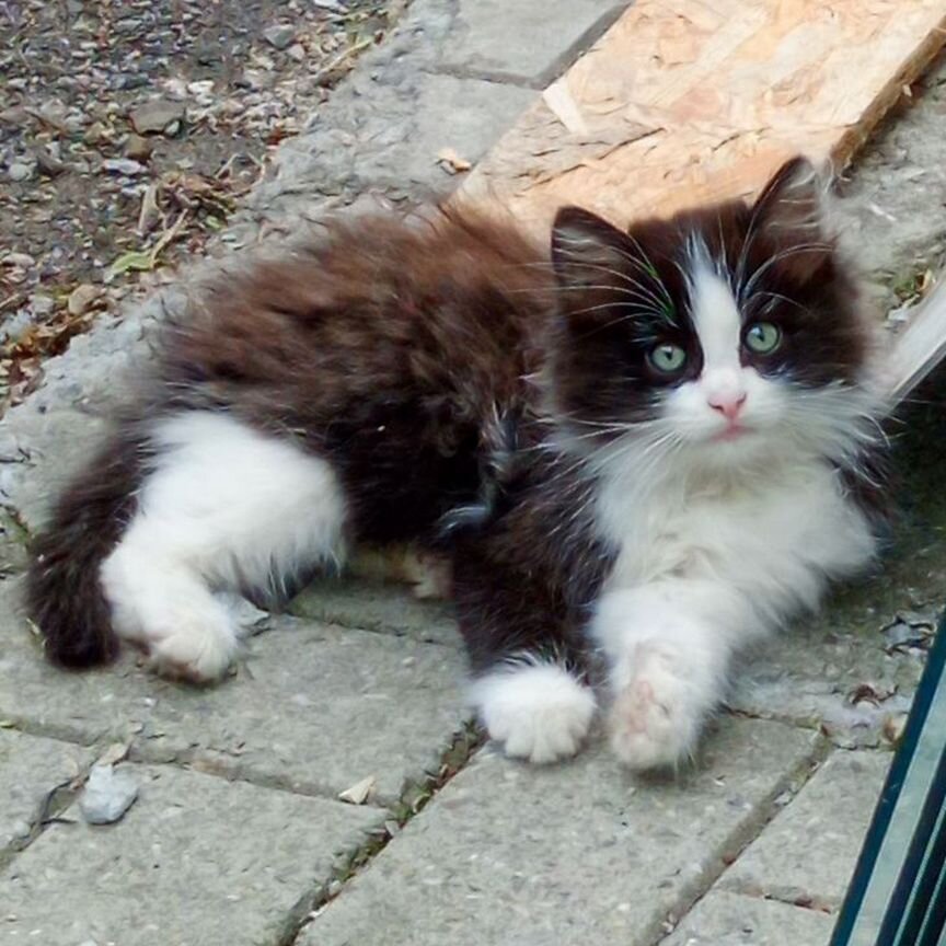 Котёнок в добрые руки