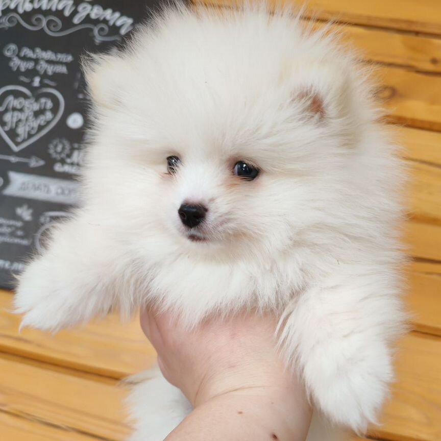 Померанский шпиц, щенок