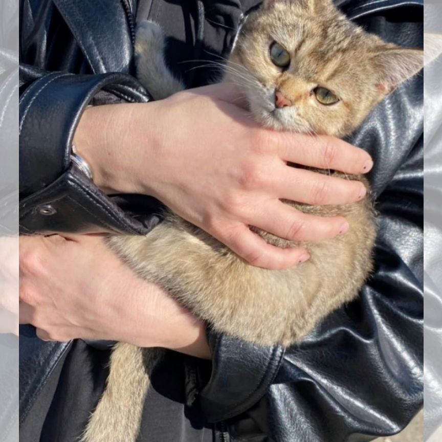 Котёнок в добрые руки