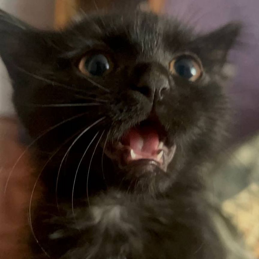 Котёнок в добрые руки