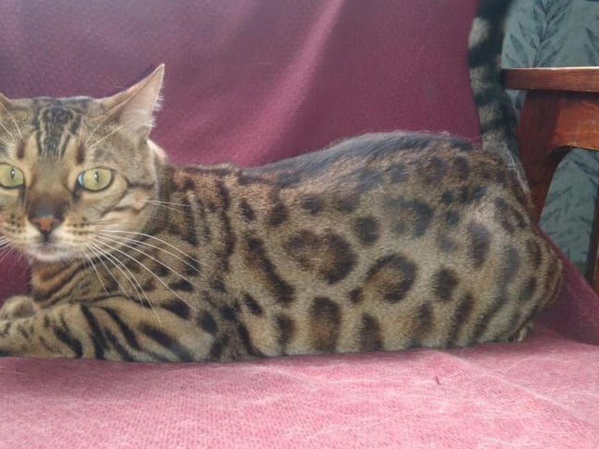 Кошка Бенгальская в добрые руки