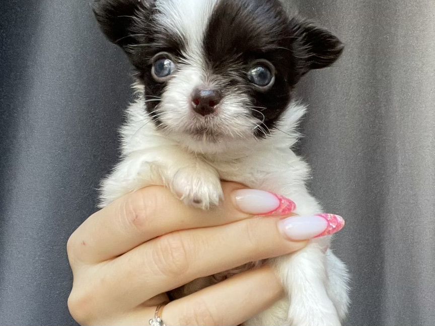 Щенки чихуахуа