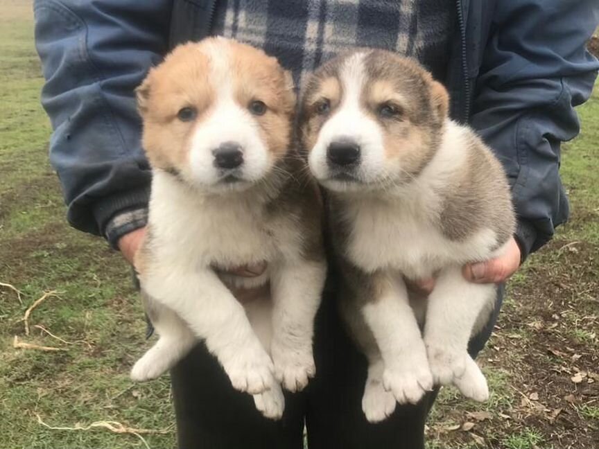Среднеазиатская овчарка алабай
