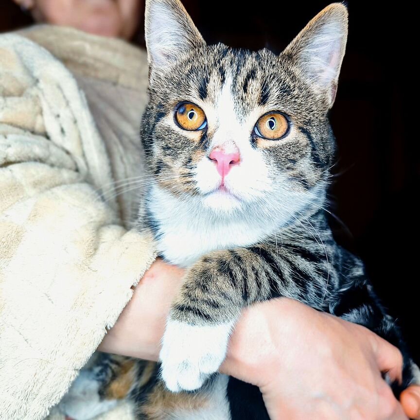 Котёнок Пупс