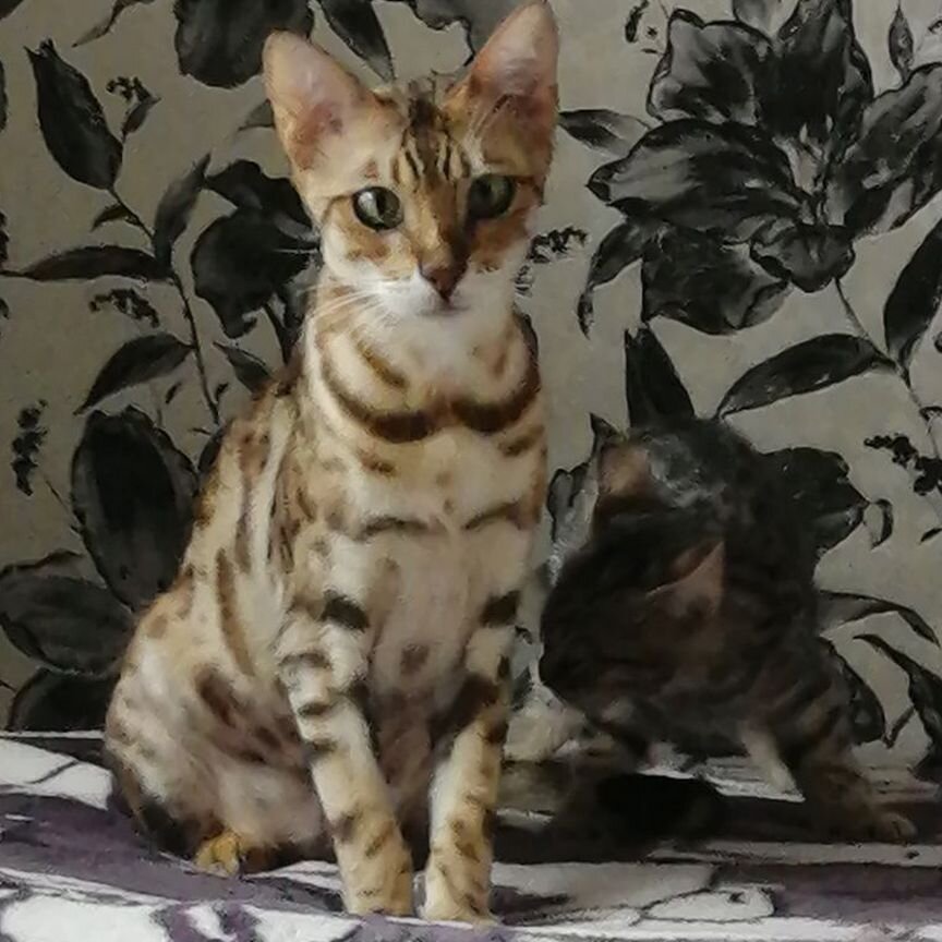 Бенгальская кошка