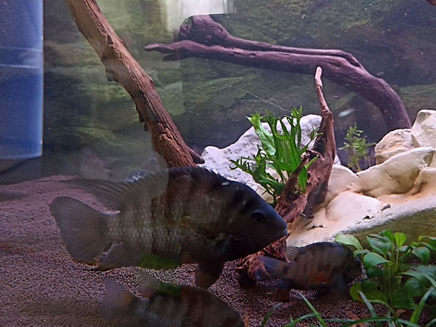 Рыбки цехлиды