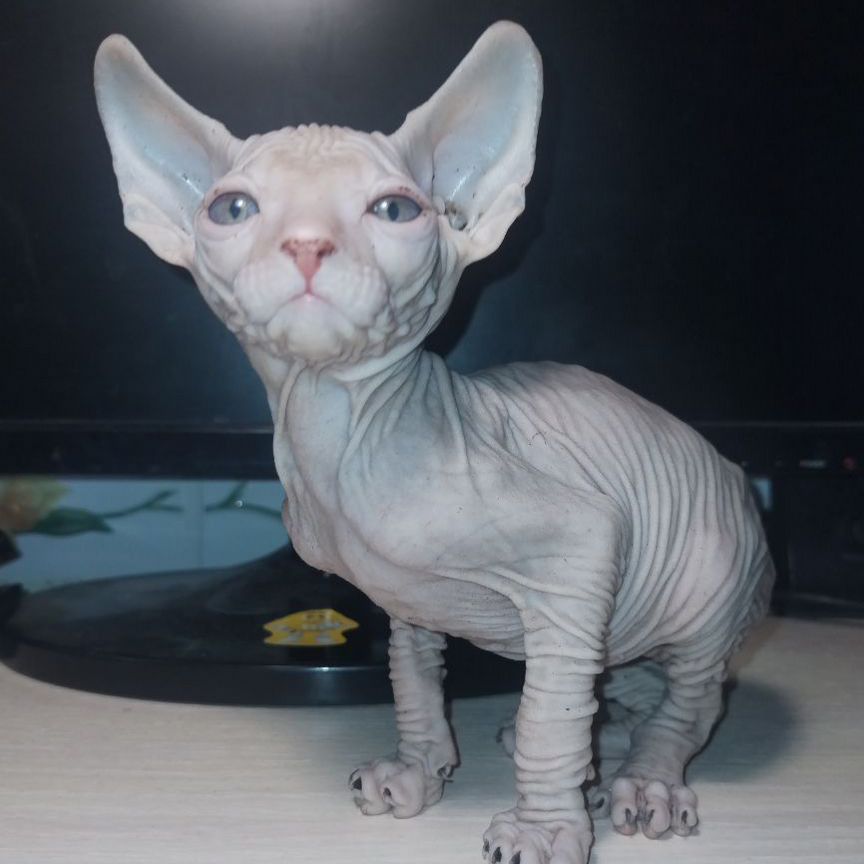 Канадский сфинкс