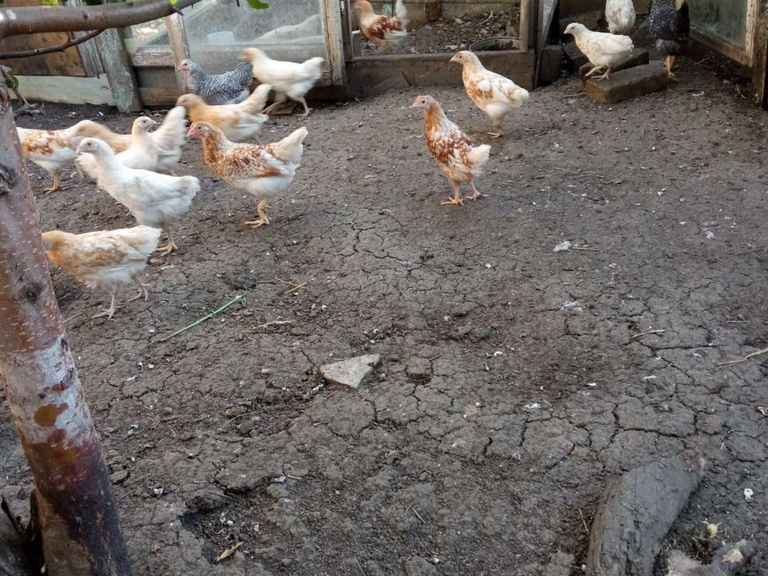 Цыплята несушки возвраст 2.5 месяца