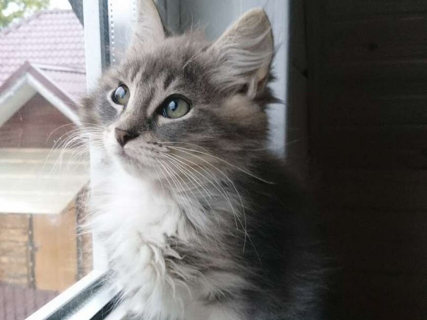 Котята 3 месяца