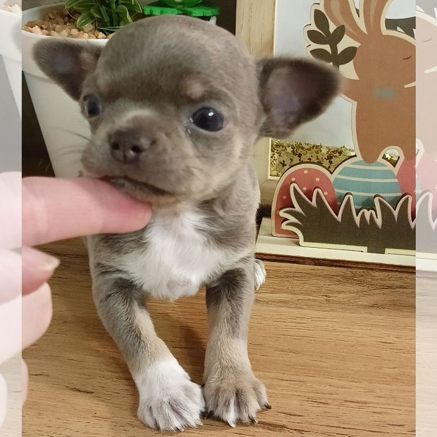 Чихуахуа, щенок