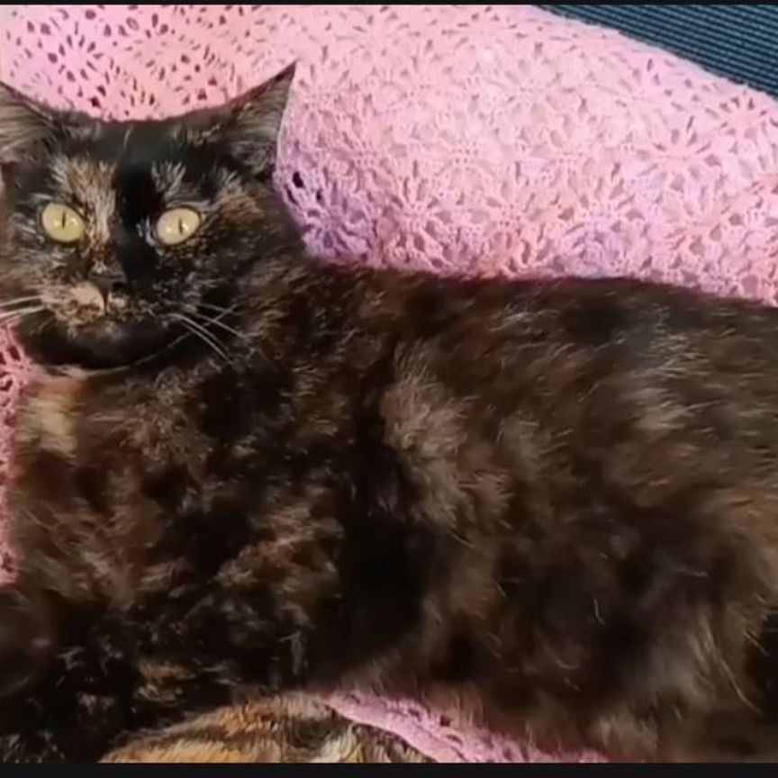 Кошечка молодая ищет добрые ручки