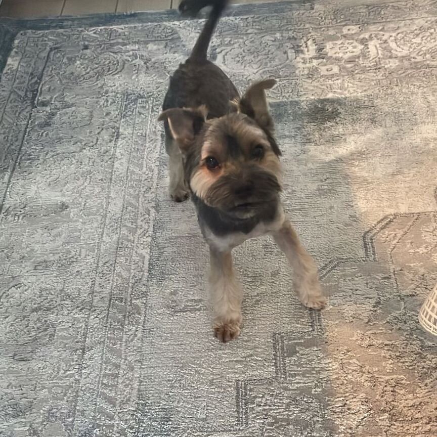 Бивер-йоркширский терьер, вязка