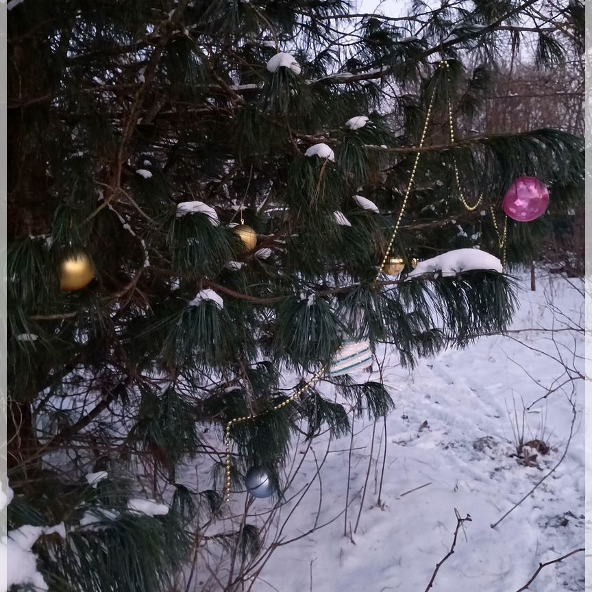 Куры несушки