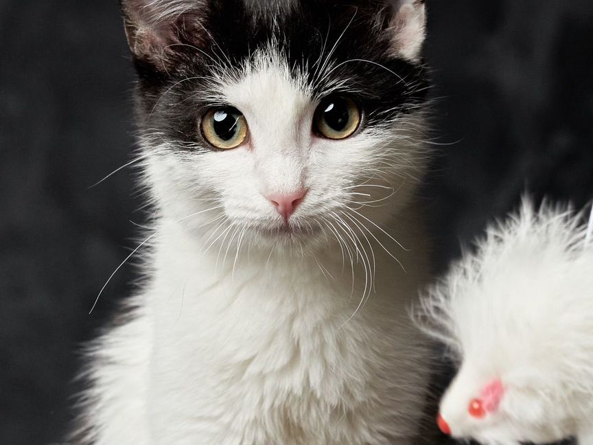 Очровательный котенок