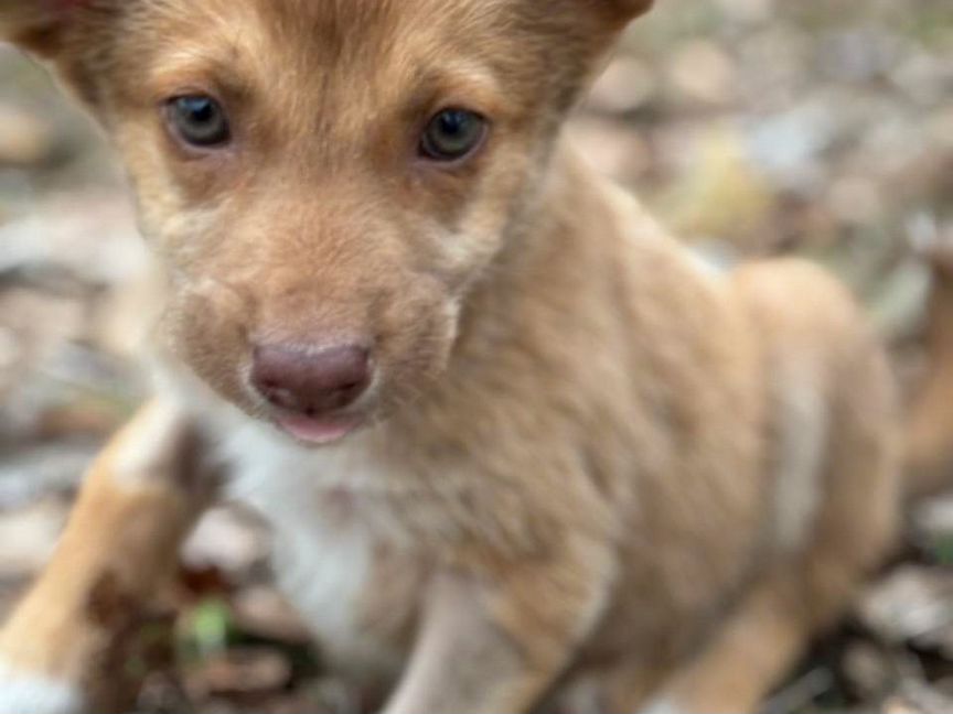 Щенок девочка в добрые руки