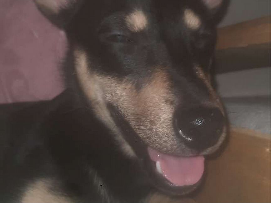 Собака в добрые руки маленькая порода