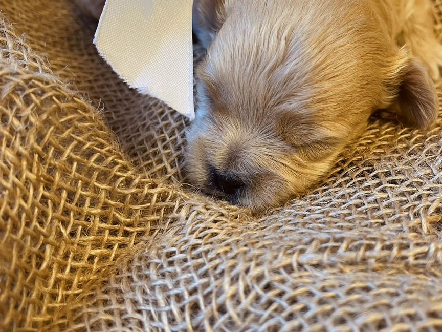 Щенки мальтипу мини