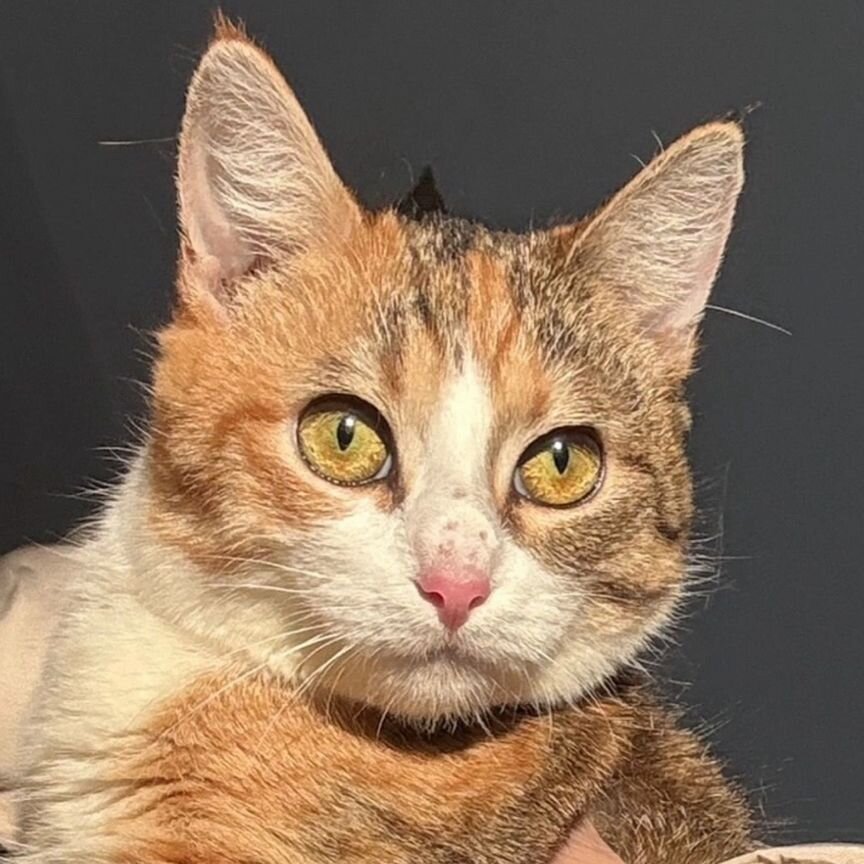 Кошка 9 месяцев