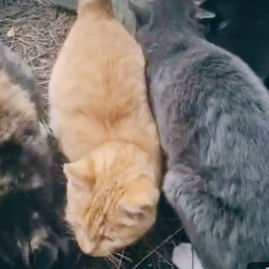 Алтайский кот, взрослый