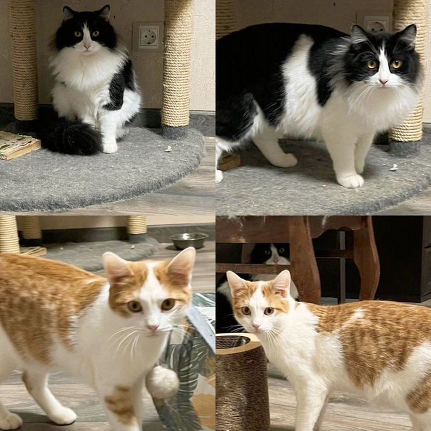 Котята